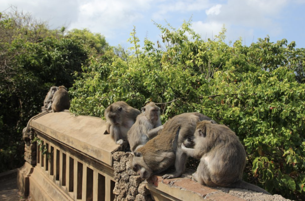 Bali Monkeys: Ubud Forest Vs. Uluwatu Temple - Travel Dot to Dot